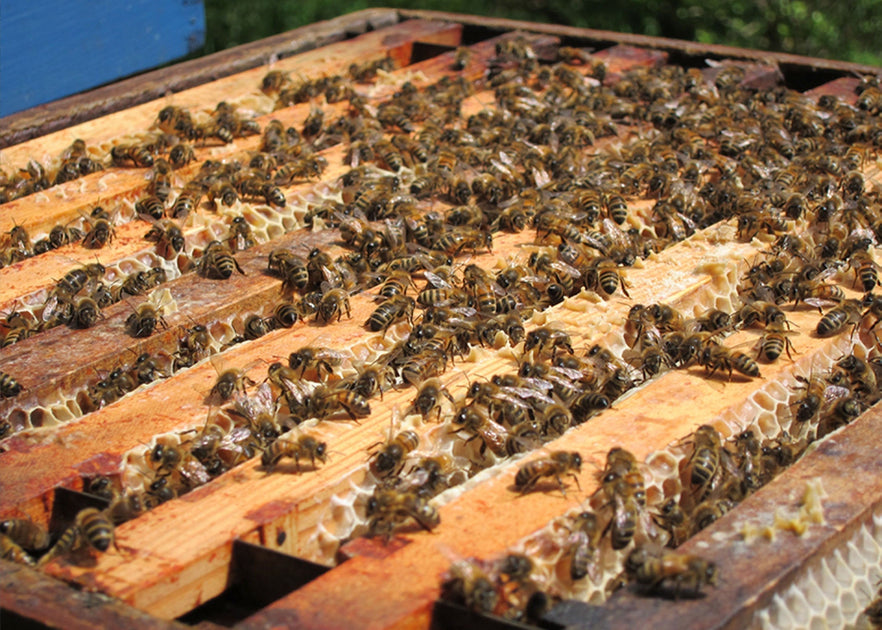 Jekka's Bee & Pollinator Herb Days | Artisan Stalls | Jekka's