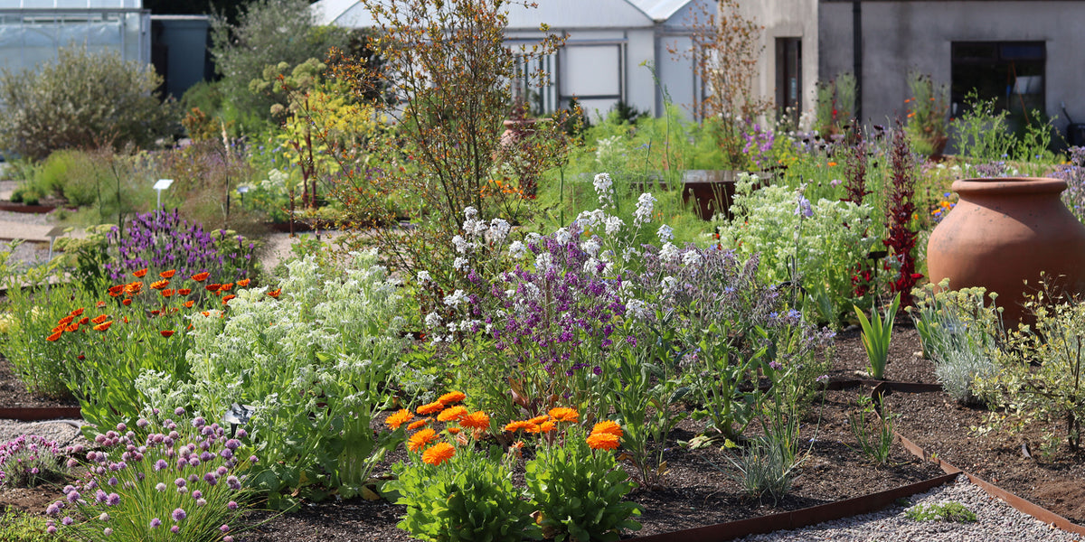 Jekka is excited to announce her new book! 100 Herbs to Grow | Newsletter – Jekka's