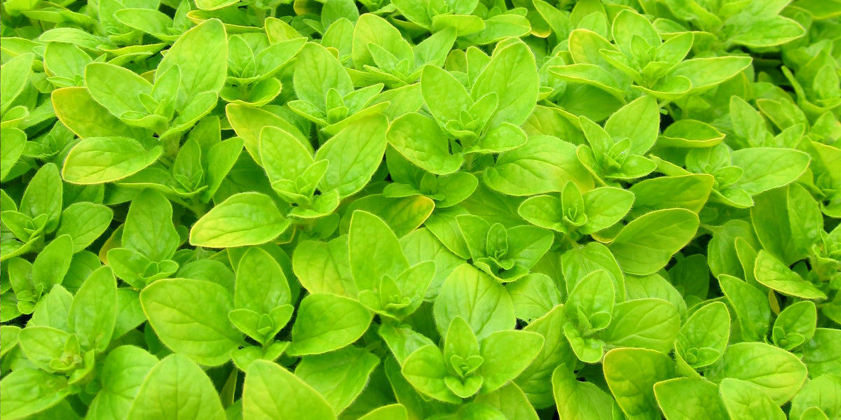 Jekkapedia: List of herb plants in the Oregano (Origanum) genus – Jekka's