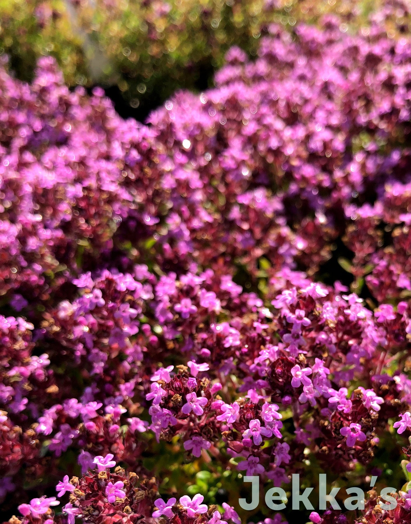 Jekkapedia | Thymus 'Jekka's Stepping' | Culinary Herbs | Jekka's