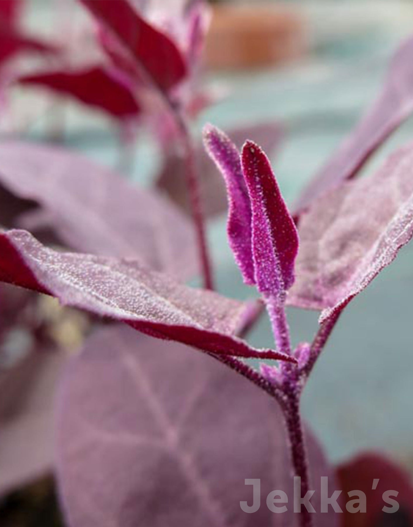 Atriplex hortensis var. rubra (Red Orach): Seeds and Plants available ...