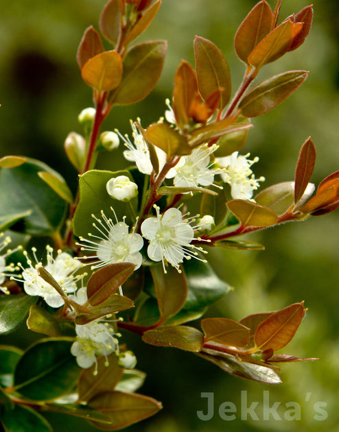 Amomyrtus luma (Amomyrtus): Plants available to buy. – Jekka's