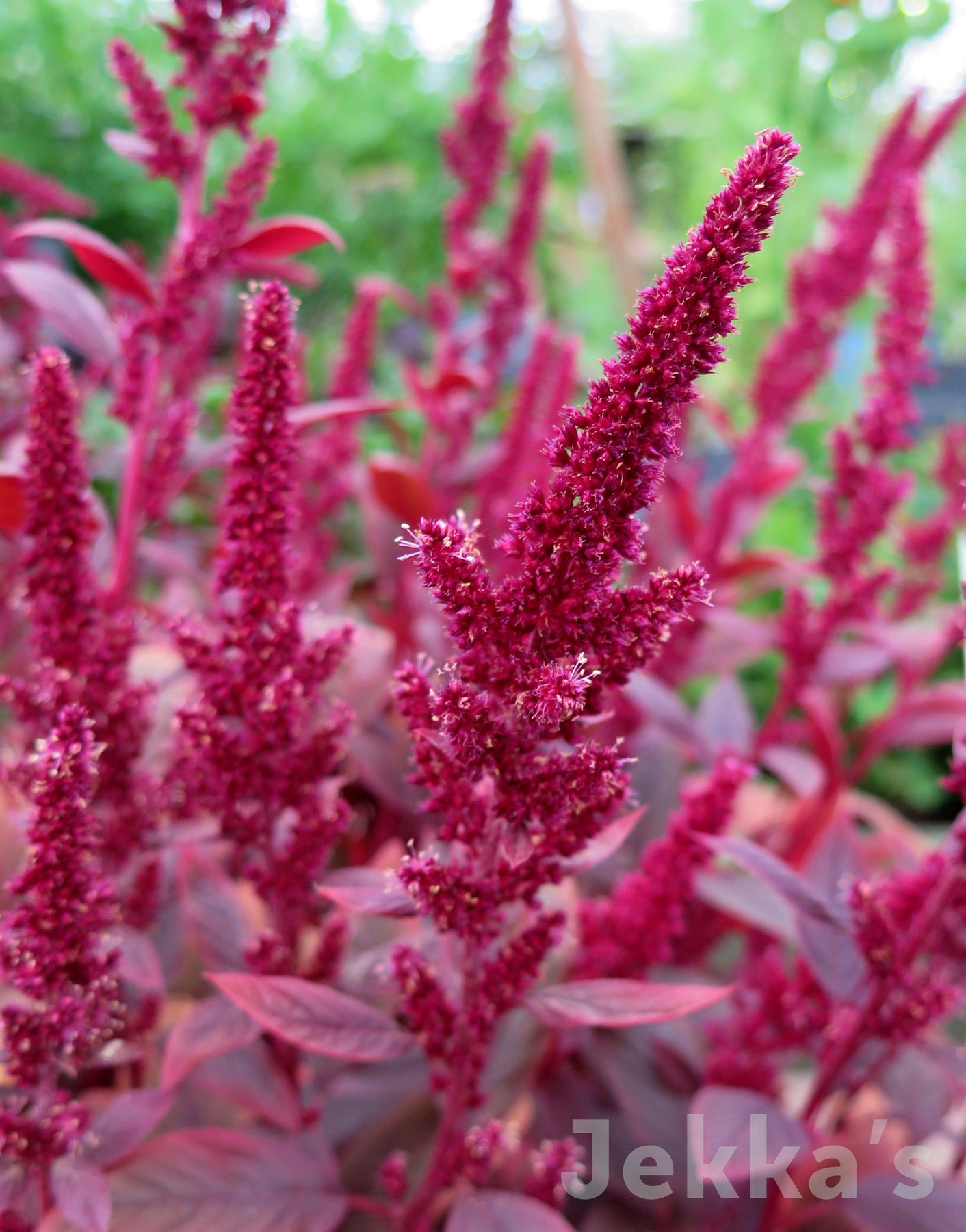 Amaranthus tricolor 'Red Army’ (Amaranth): Seeds and Plants available to buy. – Jekka's