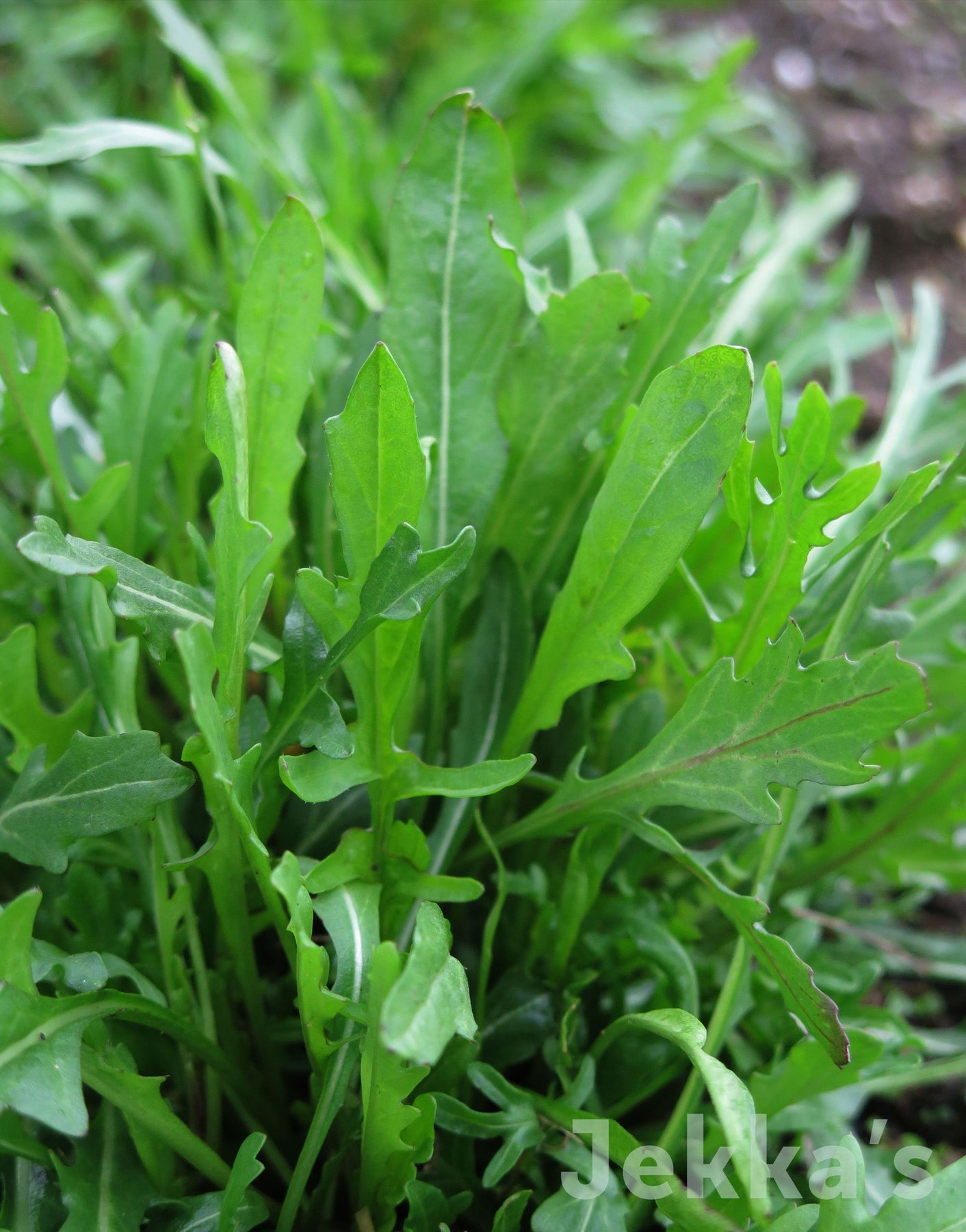 Diplotaxis tenuifolia (Wild Rocket): Seeds and Plants available to buy ...