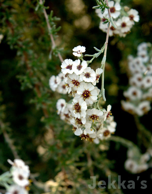 Eriocephalus africanus (South African Wild Rosemary): Plants available ...