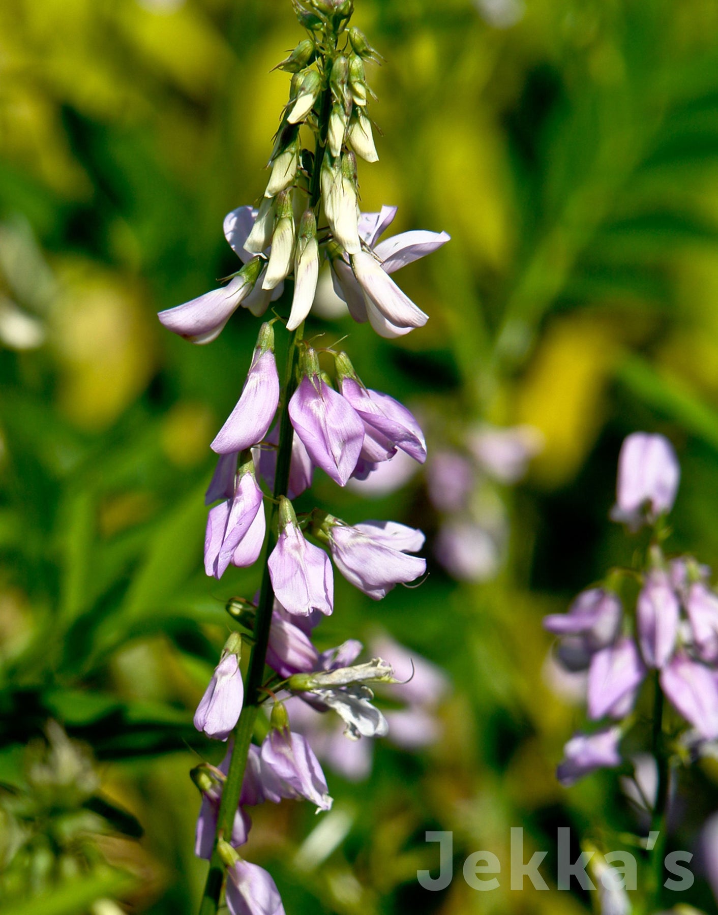Galega officinalis (Goat's Rue): Seeds available to buy. – Jekka's