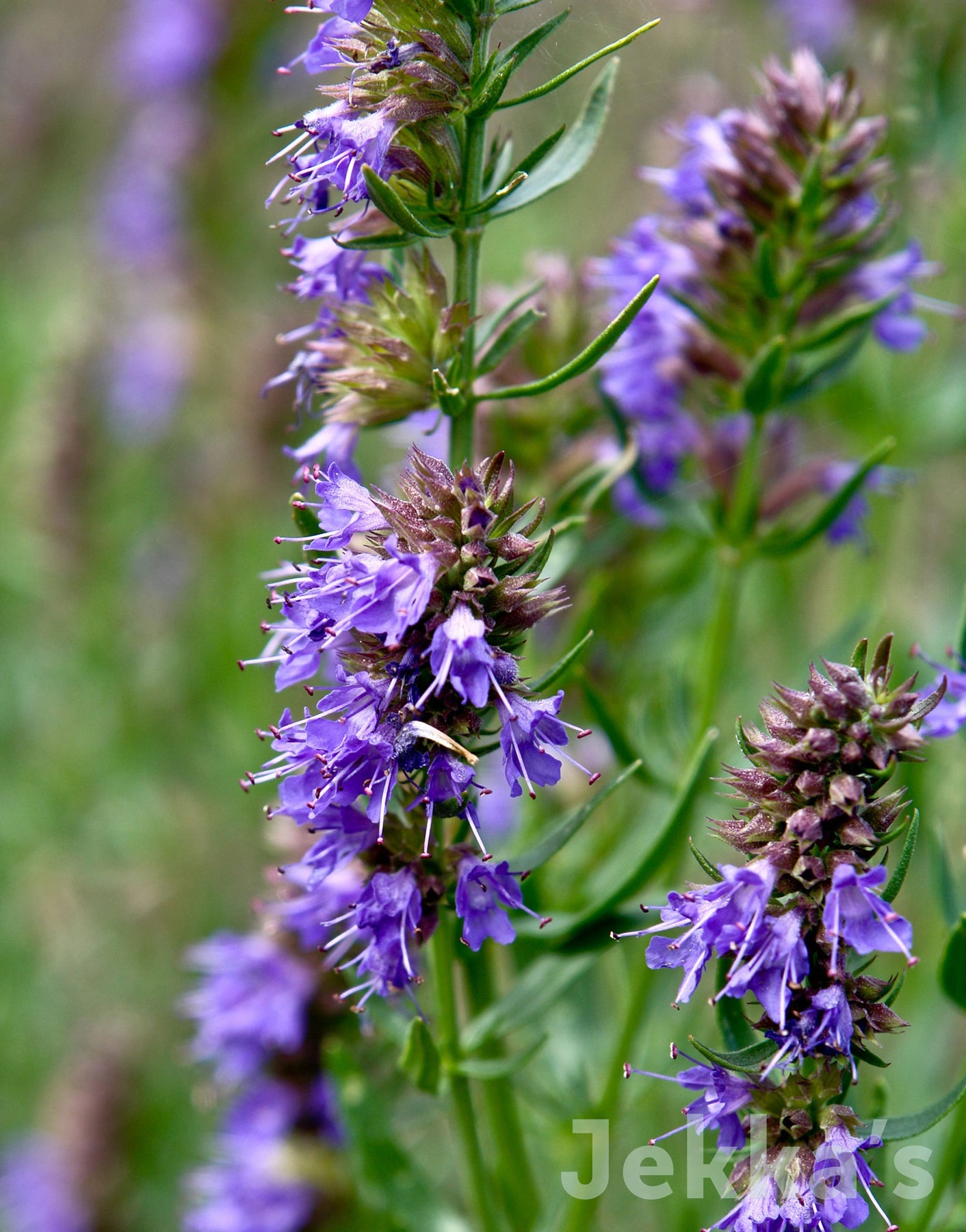 Hyssopus officinalis (Hyssop): Seeds and Plants available to buy. – Jekka's
