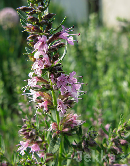 Hyssopus officinalis 'Roseus' (Pink Hyssop): Seeds and Plants available ...