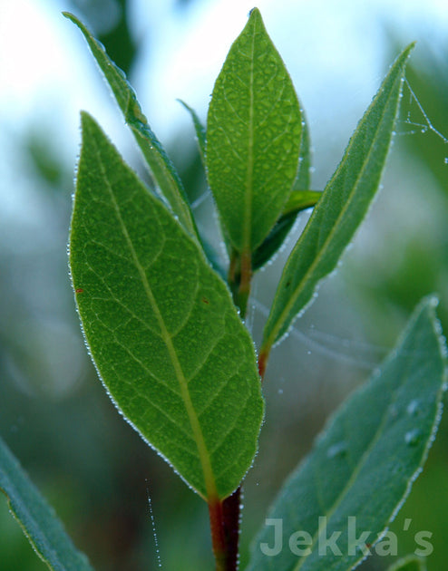 Bay | Herb plants available to buy | Jekka's