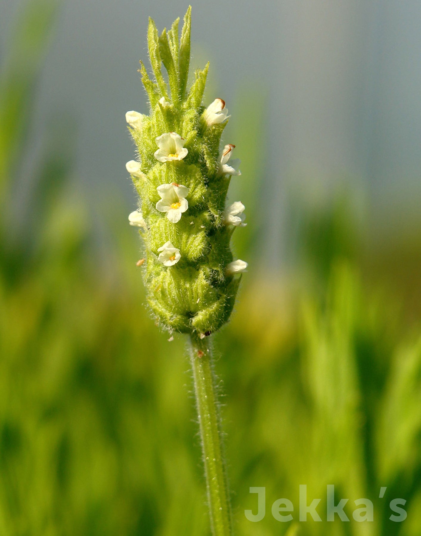 Lavandula viridis (Green Lavender): Plants available to buy. – Jekka's