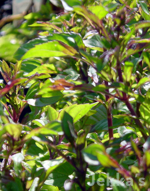 Mentha x piperita f. citrata 'Lime' (Lime Mint): Plants available to ...