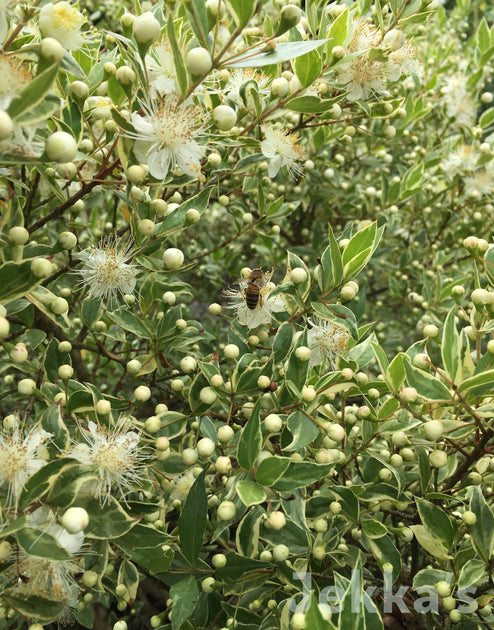 Myrtus communis 'Variegata'(v) (Variegated Myrtle): Plants available to ...