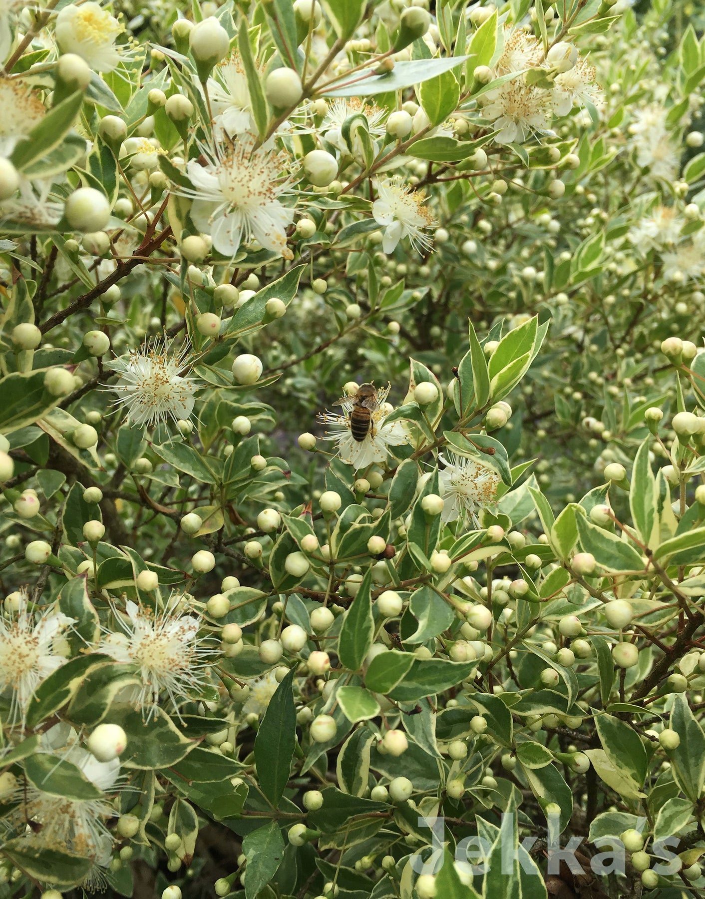 Myrtus communis 'Variegata'(v) (Variegated Myrtle): Plants available to ...