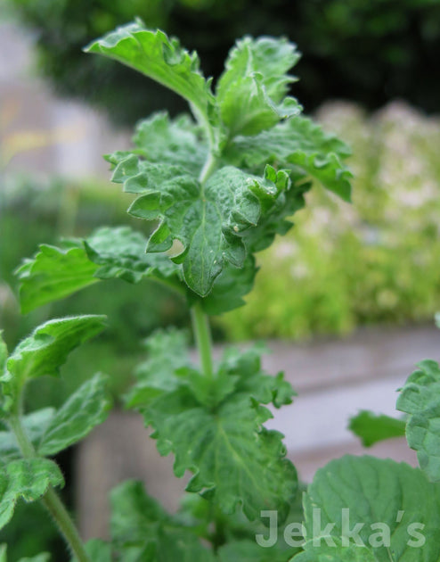 Mentha suaveolens var. crispa 'Mojito' (Mojito Mint ): Plants available ...