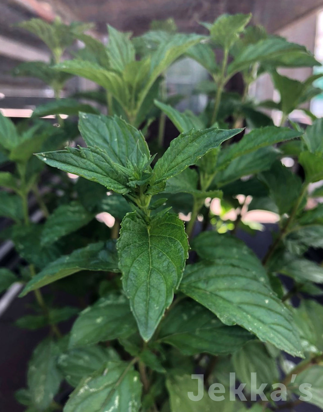Mint Plants Types Of Herbs February Is The Perfect Time To Plant Cool