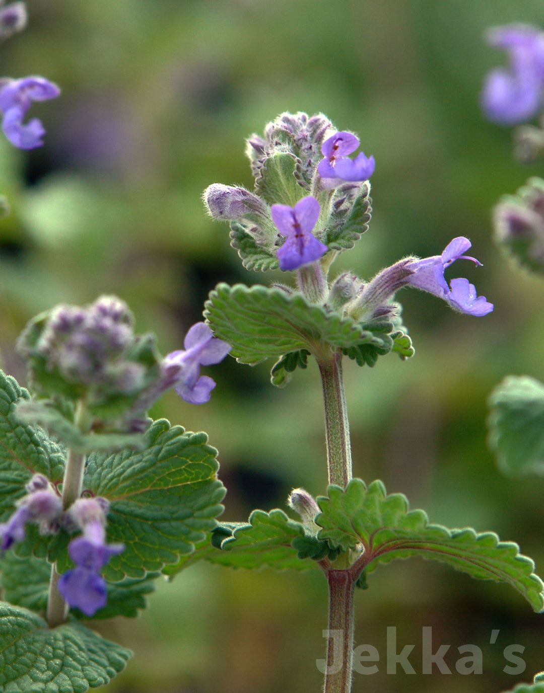 Nepeta Faassenii Nepeta X Faassenii 'Purrsian Blue' (Catmint)