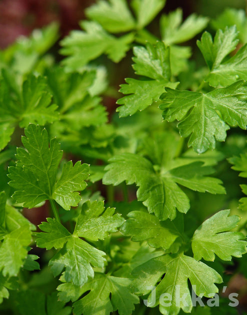 Jekkapedia: Petroselinum crispum French (French Parsley) – Jekka's