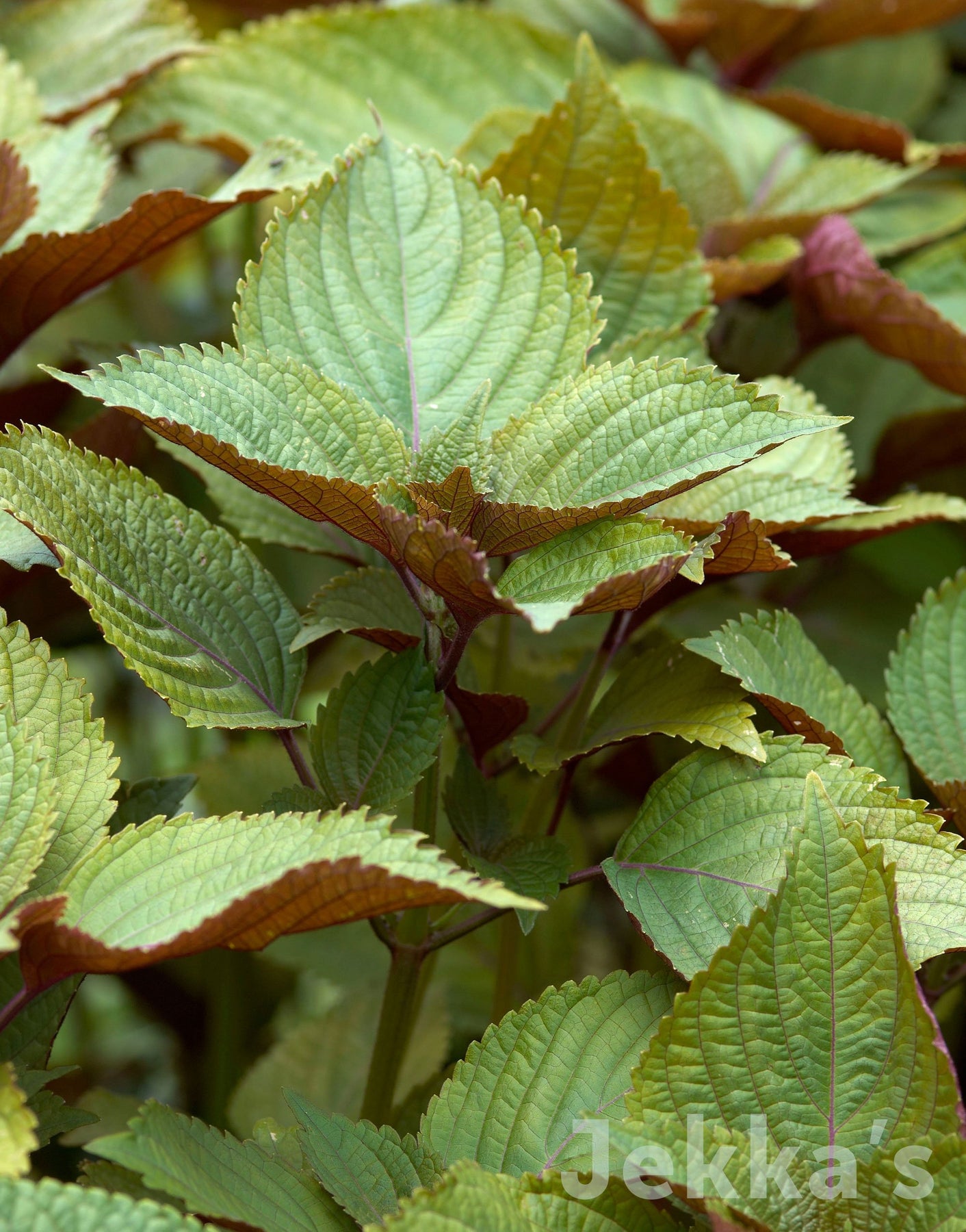 Perilla frutescens (Zi Su): Plants available to buy. – Jekka's