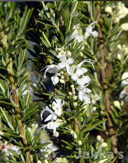 Jekkapedia: Salvia rosmarinus f. albiflorus (Rosemary White ) – Jekka's