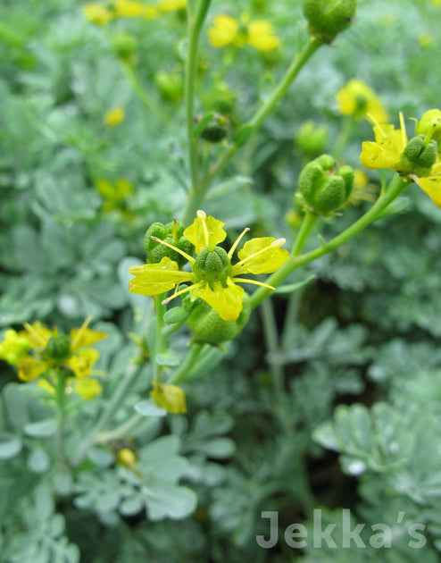 Jekkapedia: Ruta graveolens 'Alderley Blue' (Alderley Blue Rue ) – Jekka's