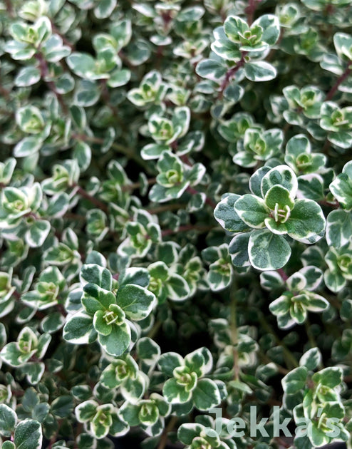 Sparkling Bright Thyme | Herb plants available to buy | Jekka's