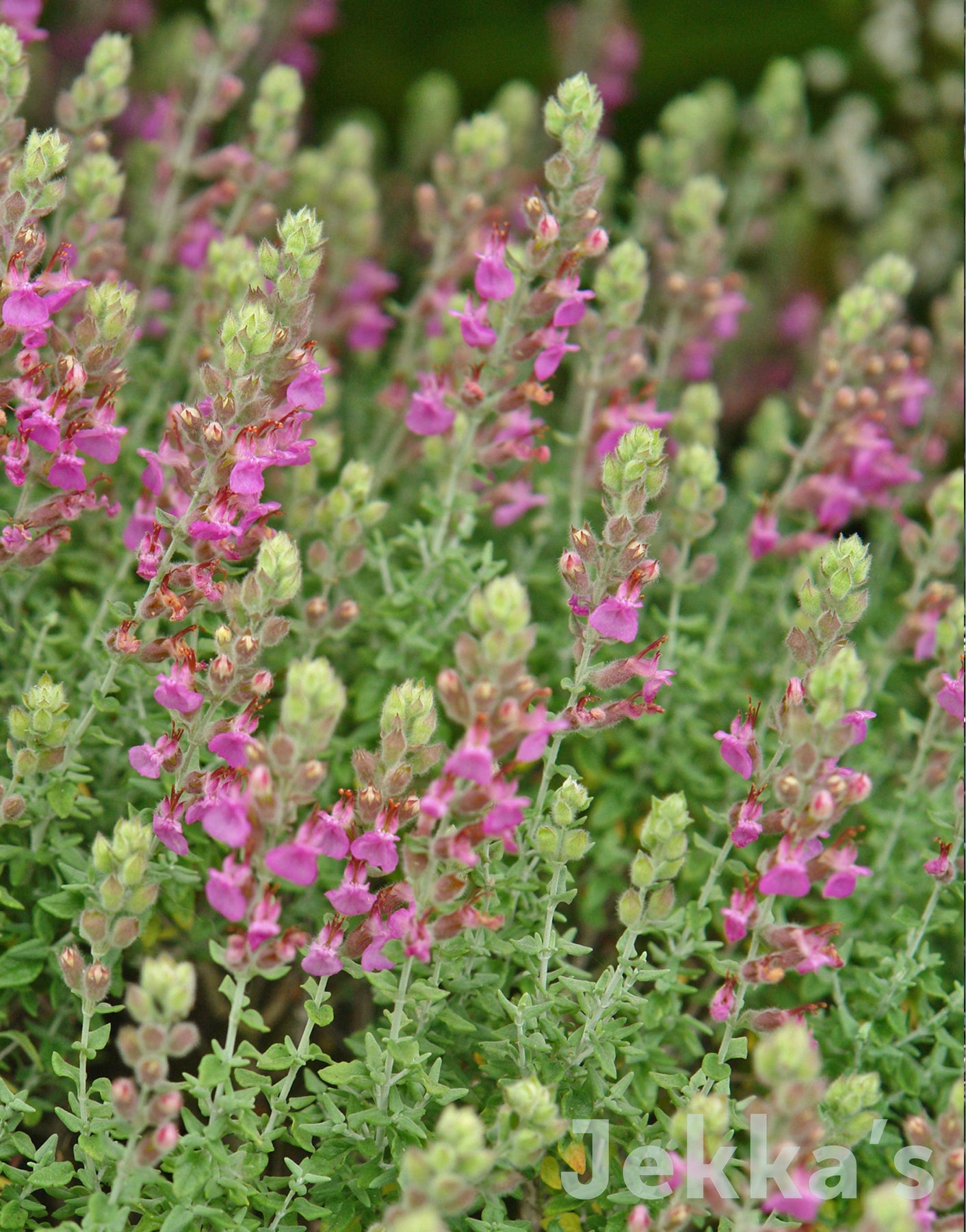 Teucrium marum (Cat Thyme): Plants available to buy. – Jekka's