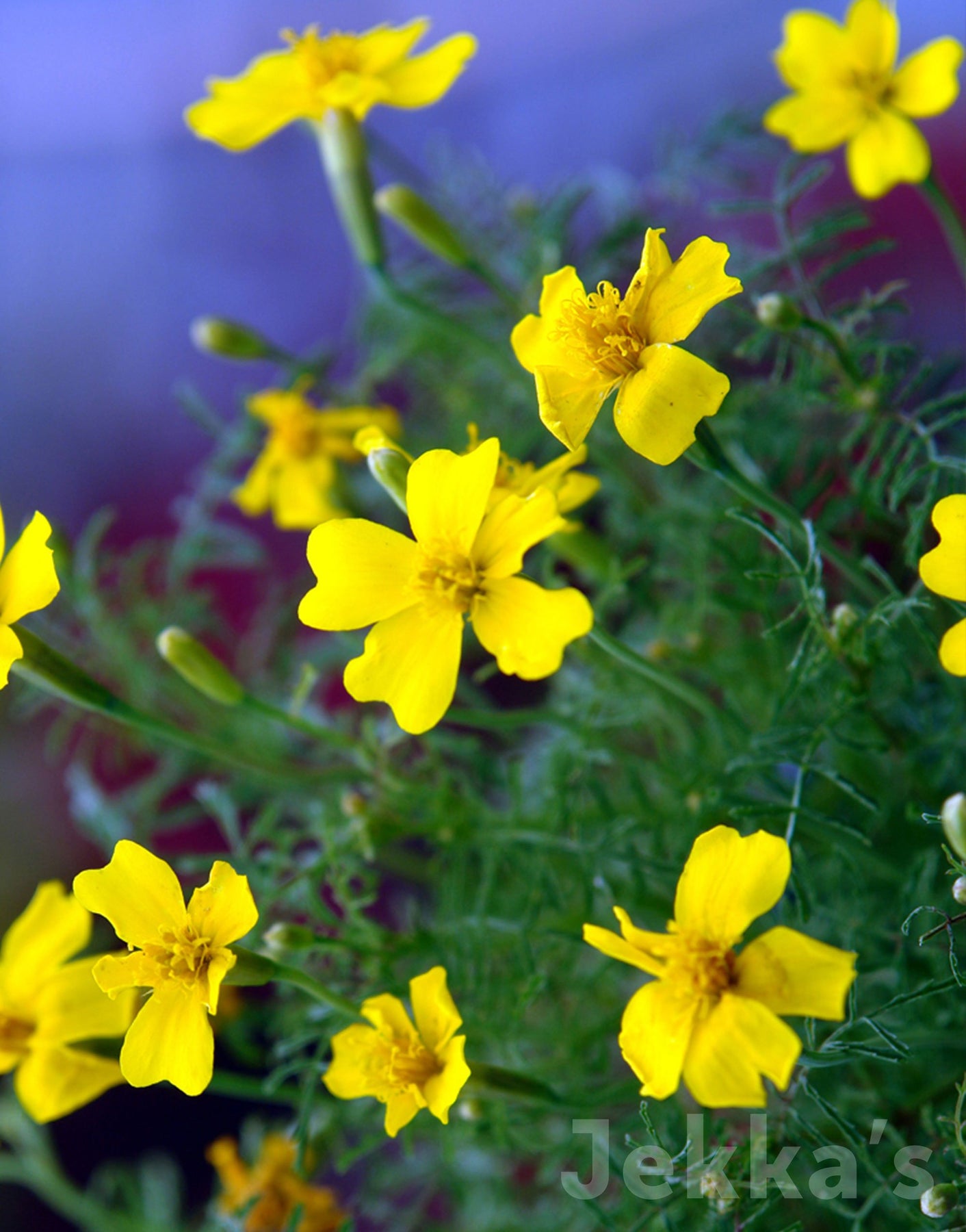 Tagetes 'Lemon Gem' (Lemon Marigold): Seeds available to buy. – Jekka's
