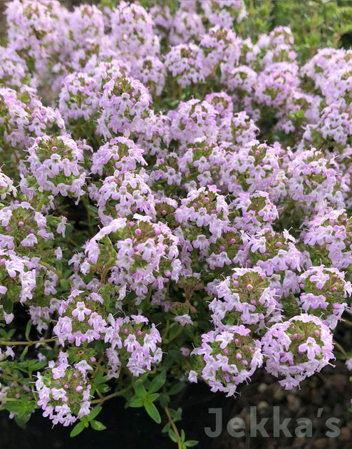 Thymus 'Iden' (Iden Thyme): Plants available to buy. – Jekka's