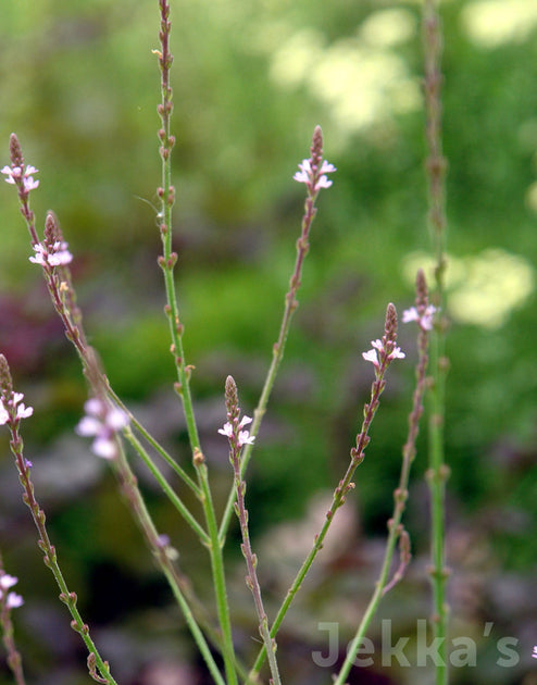 Verbena officinalis (Vervain): Seeds available to buy. – Jekka's